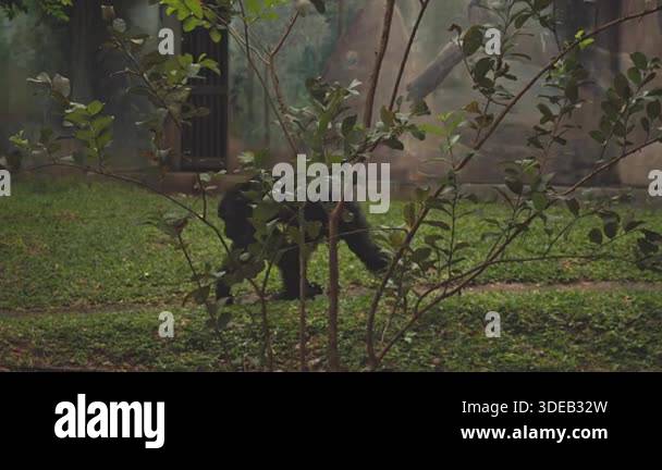 chimpanzee Bonobo monkeys at the zoo. High quality 4k footage Stock ...
