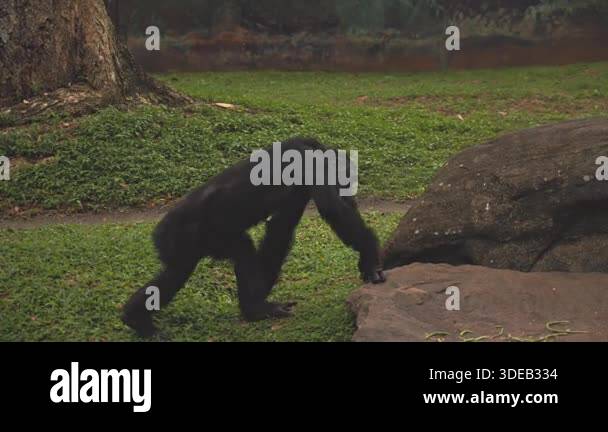 chimpanzee Bonobo monkeys at the zoo. High quality 4k footage Stock ...
