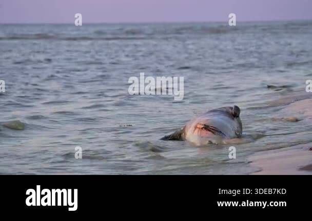 Seabound Corpse Observed, Dead Marine Animal Washes Ashore, Morning ...
