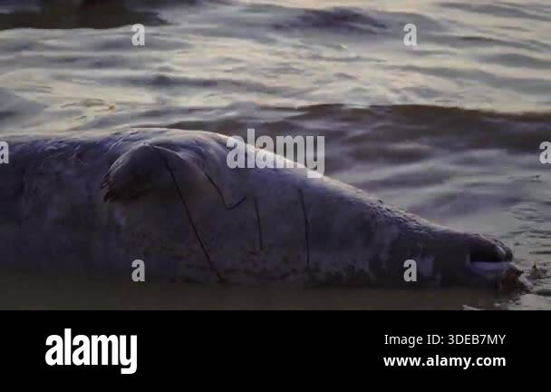 Closeup Seal Snout At Sunset Shoreline, Rope And Vegetation ...