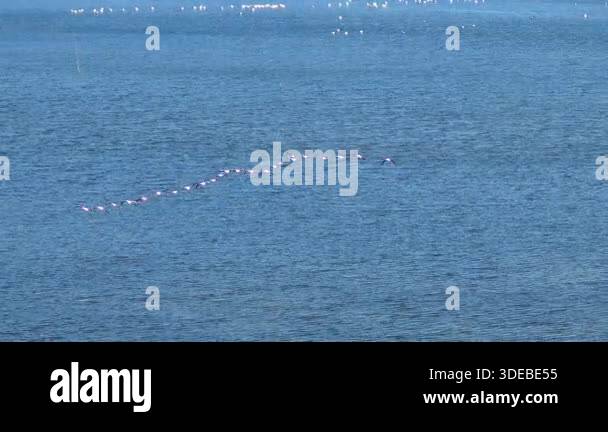 Aerial tracking shot of a long line of pink flamingos flying in ...