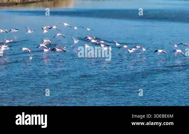 Cinematic drone shot of pink flamingos flying fast low over the blue ...
