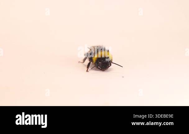 Bumblebee anatomy Stock Videos & Footage - HD and 4K Video Clips - Alamy
