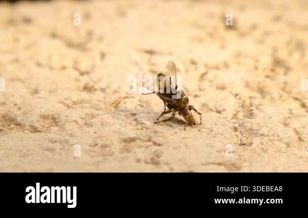 Macro Jumping spider feeding on a captured housefly, highlighting ...