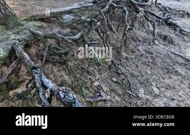sandpit bank with visible soil erosion and exposed pine tree roots ...