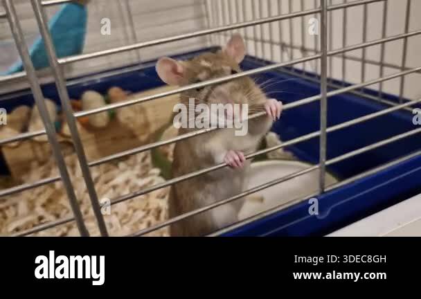 unlike wild common rat, rat in photo has shorter, rounded ears and a ...