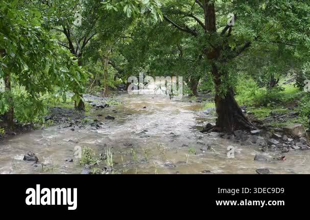 Water stream in the forest, Maharashtra, India Stock Video Footage - Alamy