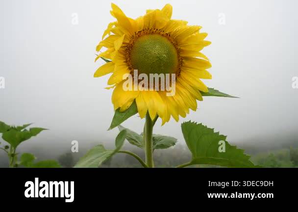 Beautiful sunflowers on the field Stock Video Footage - Alamy