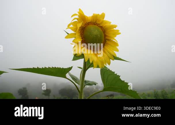 Beautiful sunflowers on the field Stock Video Footage - Alamy
