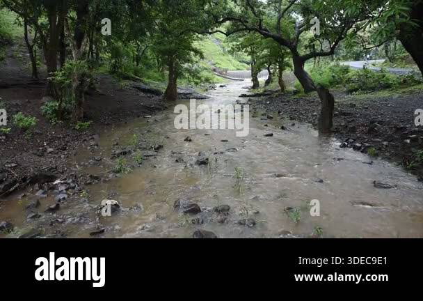 Water stream in the forest, Maharashtra, India Stock Video Footage - Alamy