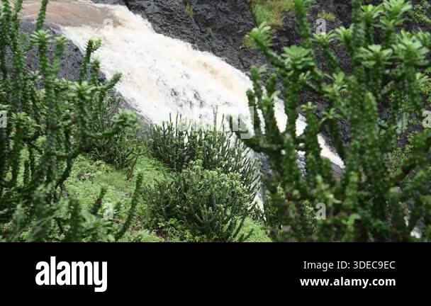 Water stream in the forest, Maharashtra, India Stock Video Footage - Alamy