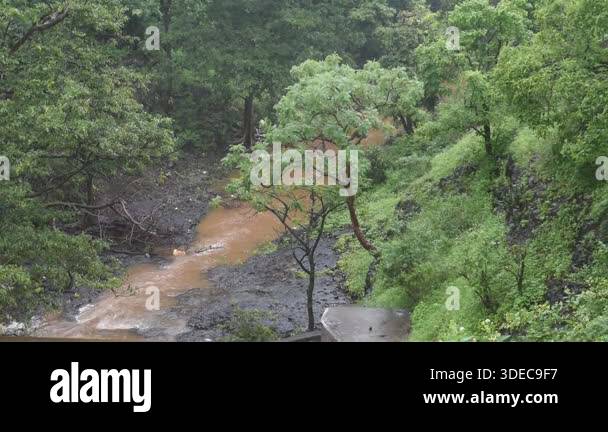 Water stream in the forest, Maharashtra, India Stock Video Footage - Alamy