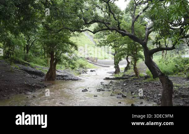 Water stream in the forest, Maharashtra, India Stock Video Footage - Alamy