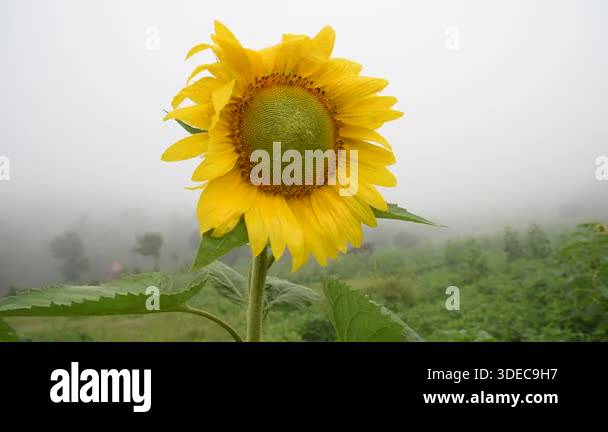 Beautiful sunflowers on the field Stock Video Footage - Alamy