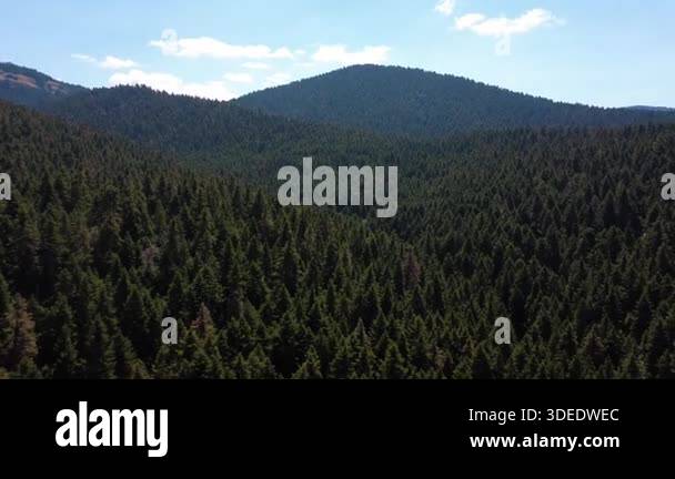 A healthy fir forest covers the high mountain slopes with a clear view ...