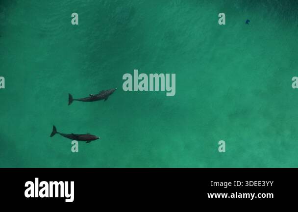 Dolphin Island At Punta Cana In La Altagracia Dominican Republic ...
