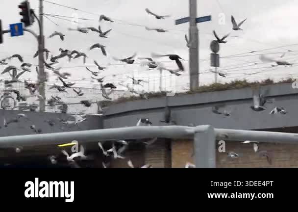 Slow motion video of a large flock of pigeons flying in the city. Many ...
