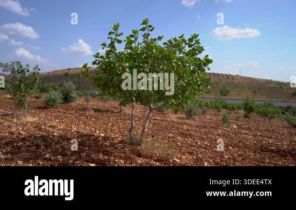Pistachio trees growing in agricultural field Stock Video Footage - Alamy