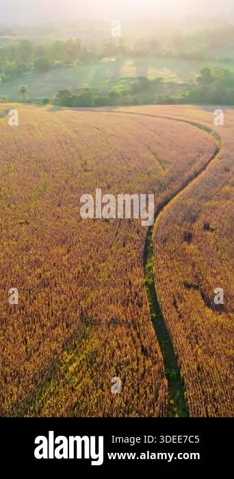 Sunset aerial scenery of farming landscape at rural countryside. Green ...