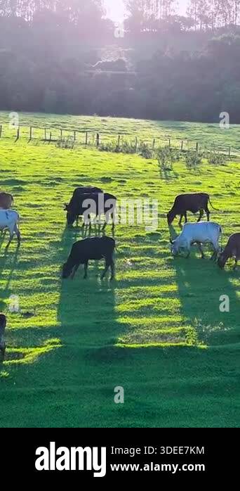 Livestock Animals At Countryside In Rural Scene Brazil. Country Farming ...