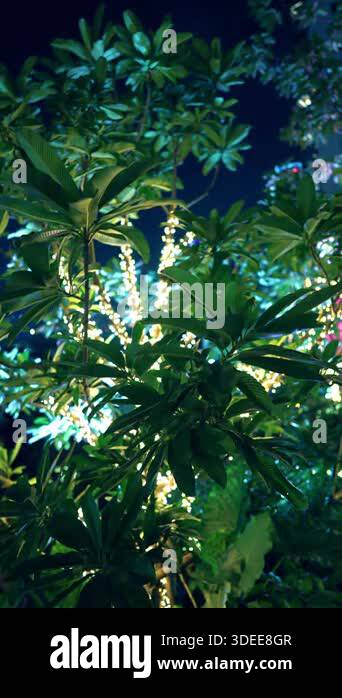 tropical tree with festive LED garland lights at night, branches ...