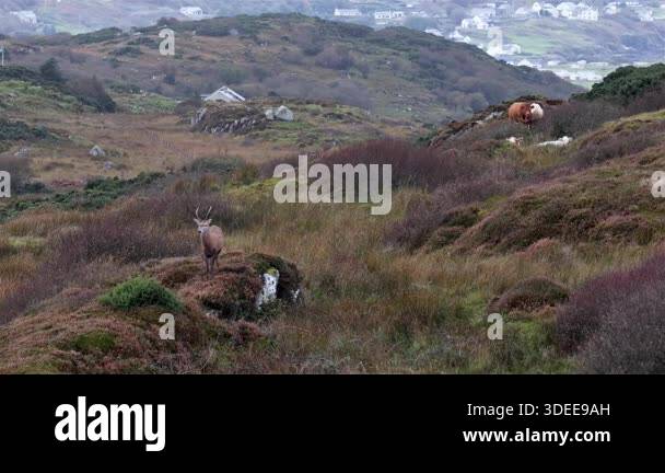 Lonely red deer stag and cows during the rut in County Donegal, Ireland ...