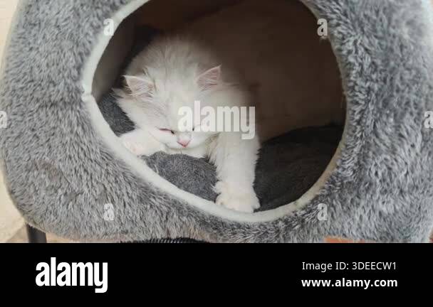 Endearing fluffy white Persian cat peacefully napping in a comfortable ...