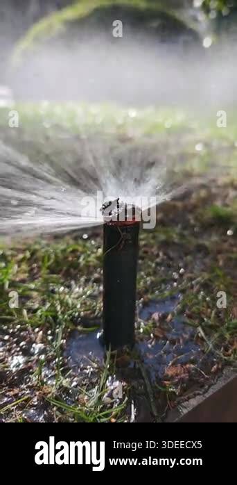 Garden lawn irrigation system featuring a sprinkler head efficiently ...
