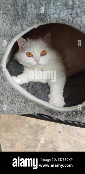 Charming Persian cat with long fluffy fur and stunning amber eyes ...