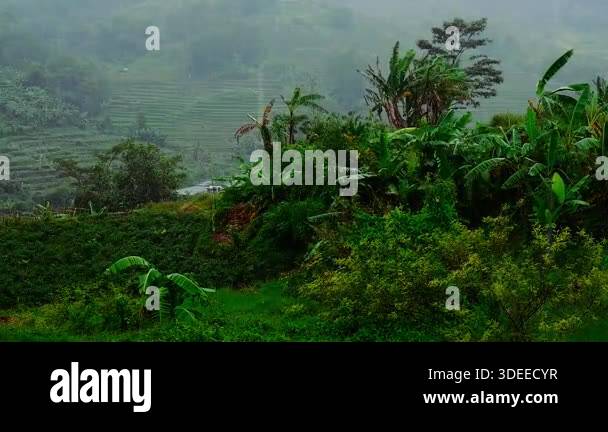 Serene tropical landscape with lush greenery, terraced rice fields, and ...