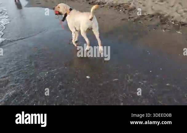 Joyful yellow labrador retriever frolicking in the ocean while carrying ...