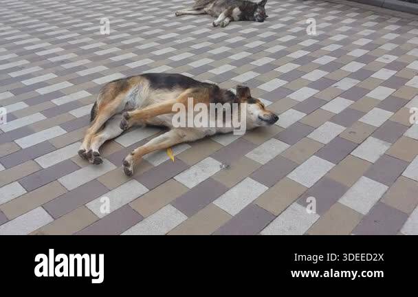 mixed-breed dog lies sleeps on tiled pavement, resting comfortably in ...