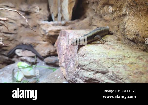 A lizard basks on a rock, blending seamlessly into its rustic ...