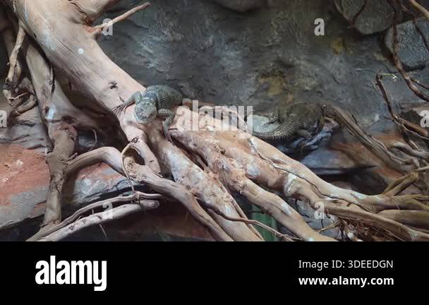 Lizard perched on a gnarled tree branch within a rocky habitat ...