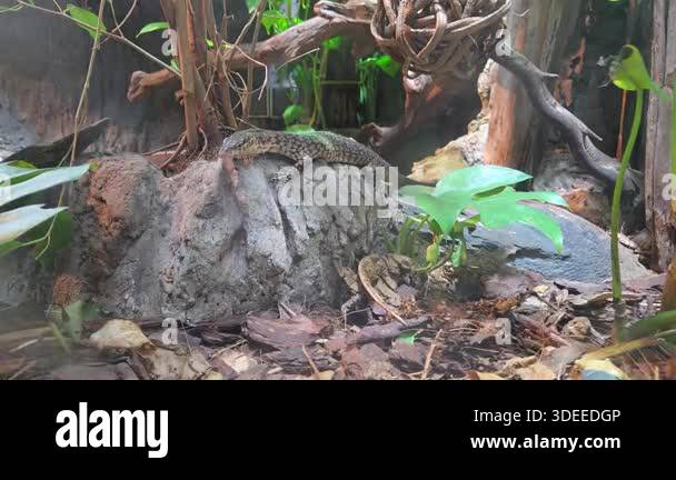 A lizard rests on a rock in a jungle-themed terrarium. surrounded by ...