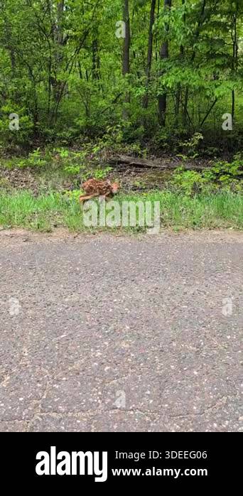 A vertical video of a newborn white-tailed deer fawn standing perfectly ...