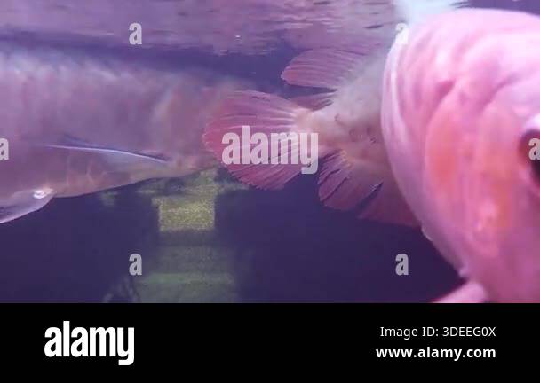 Aquarium with colorful fish. Super red arowana fish swimming inside an ...