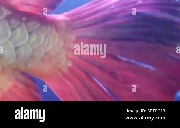 Aquarium with colorful fish. Super red arowana fish swimming inside an ...