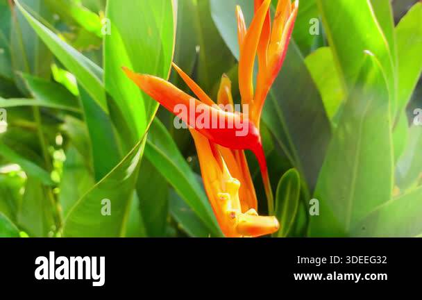 Close up of heliconia flower in morning sunlight with ants moving on ...
