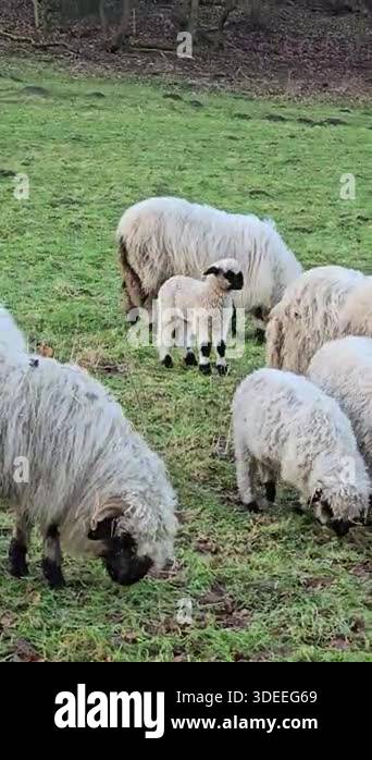 Flock of sheep grazing on a green pasture in rural countryside. Farm ...