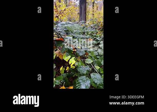 Autumn scenes in the forest Stock Video Footage - Alamy