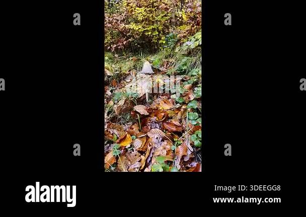 Autumn scenes in the forest Stock Video Footage - Alamy