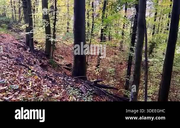 Autumn scenes in the forest Stock Video Footage - Alamy