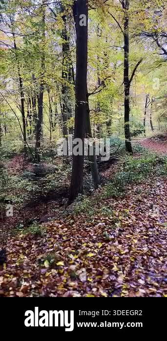 Autumn scenes in the forest Stock Video Footage - Alamy