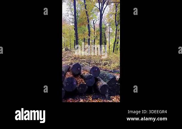 Autumn scenes in the forest Stock Video Footage - Alamy