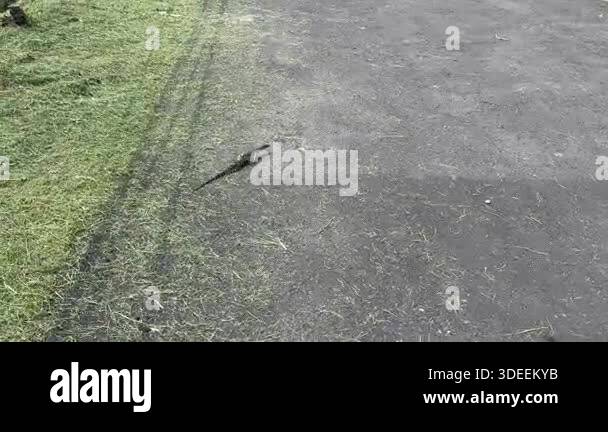 4k footage of monitor lizard crawling and crossing the street. Water ...