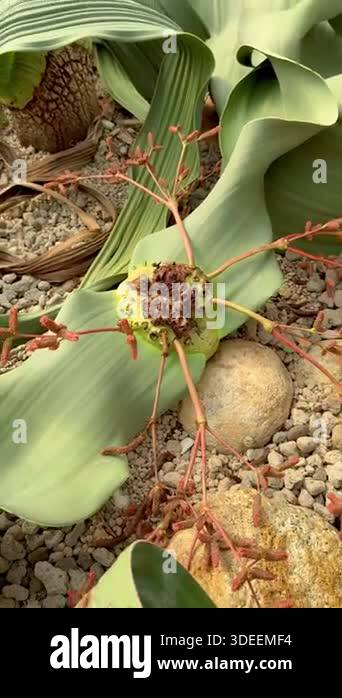 Welwitschia tree tumbo mirabilis Stock Videos & Footage - HD and 4K ...