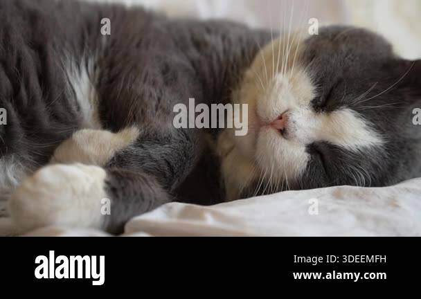 Cute fluffy domestic grey and white cat peacefully sleeping on a soft ...