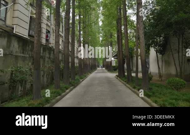 Autumn Pathway in a Park, tall trees on both sides of the road ...