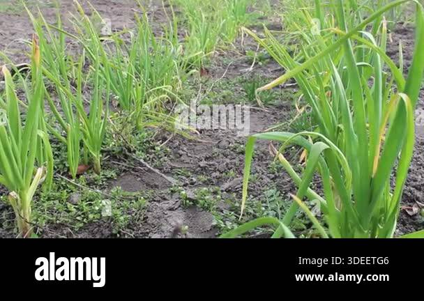 This clip showcases the flourishing growth of green onions in a garden ...